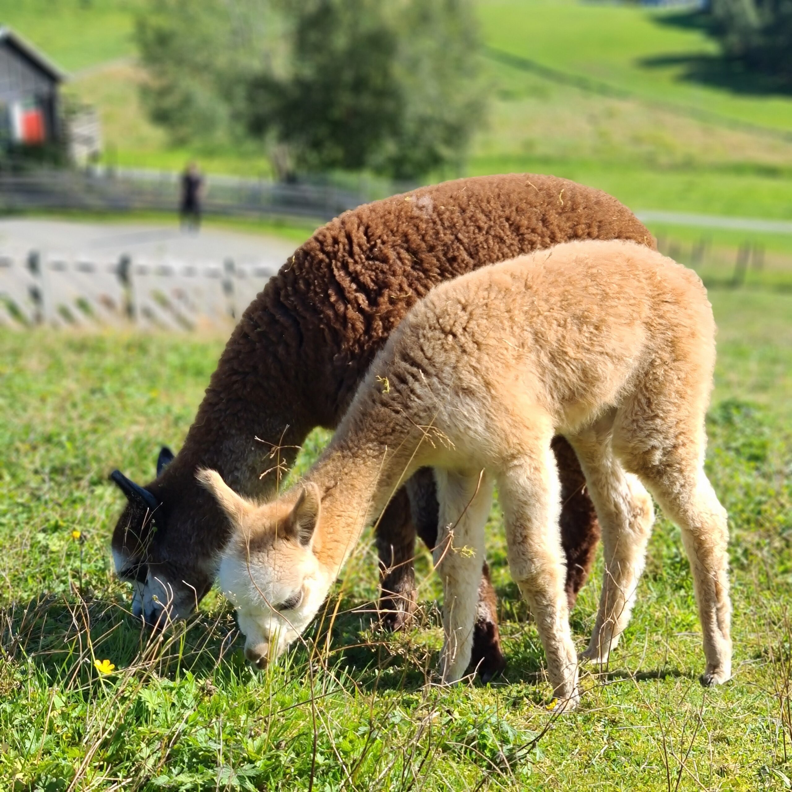 Oddan alpakka-overnatting i gamle sør-trønderlag i Heim kommune